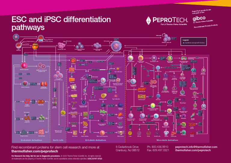Esc Ipsc Differentiation Pathways Poster | PDF | Cell Potency | Stem Cell
