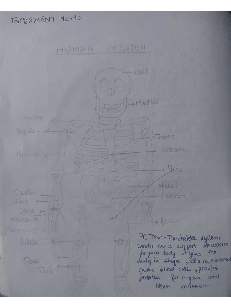 Anatomy Practical 1 Pdf