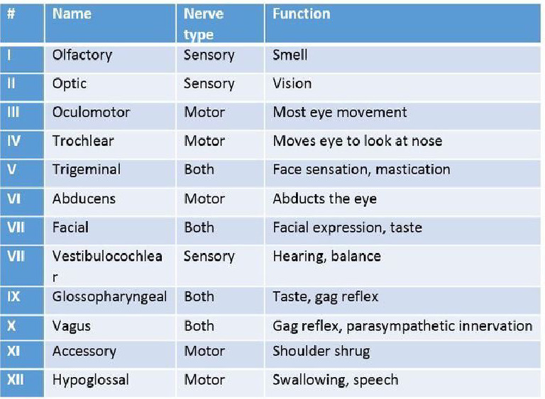 Notes Cranial Nerves | PDF