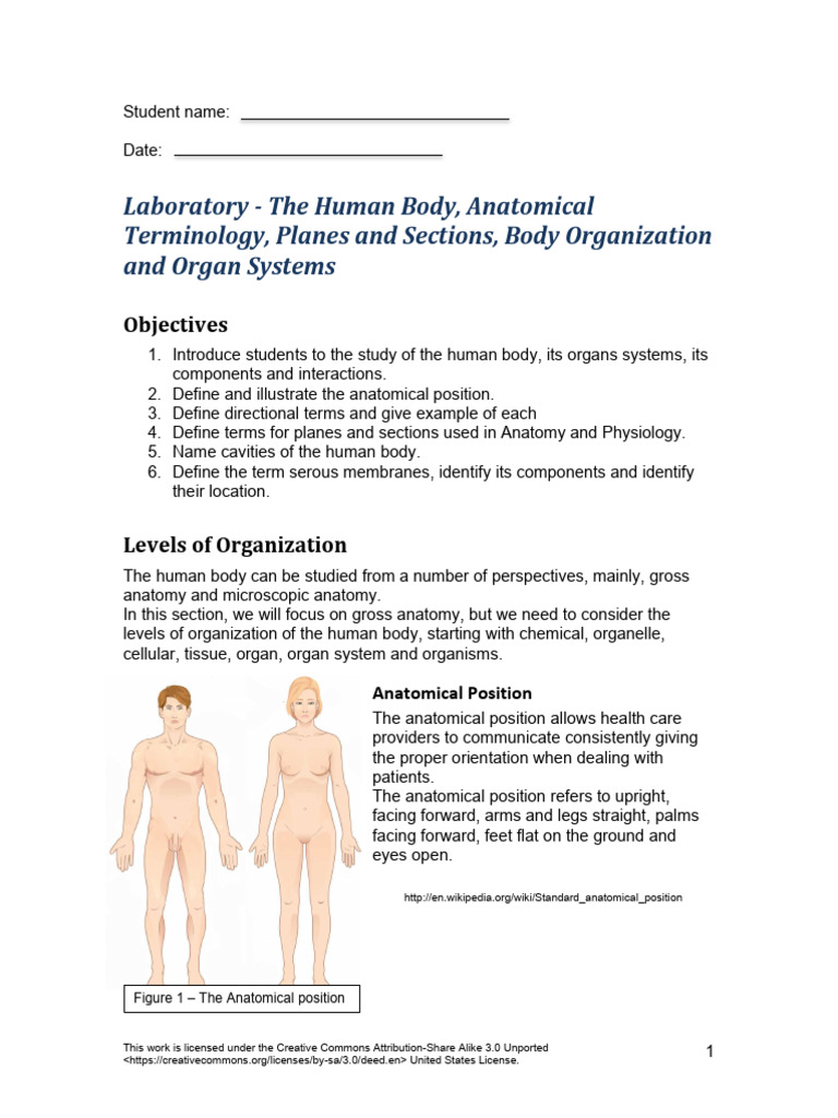 AP 1 - 01 Body Organization Planes Sections and Organ Systems 052919 Mapvb9n | PDF | Human Body ...