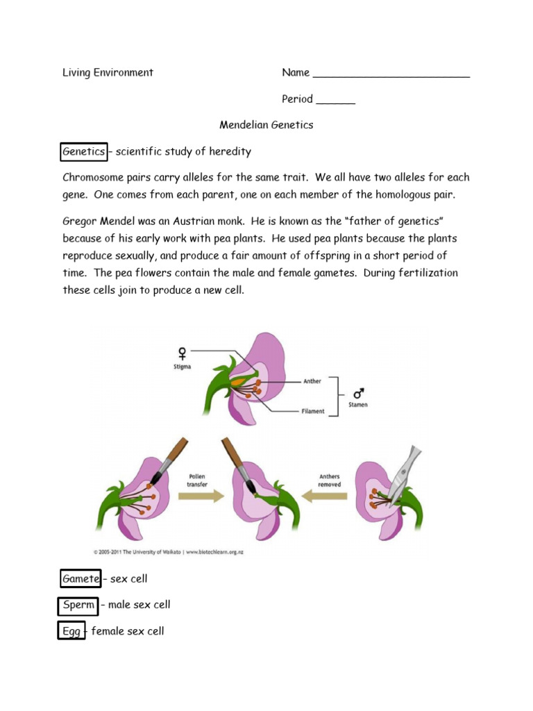Genetics Unit Notes Filled in | PDF | Rna | Translation (Biology)