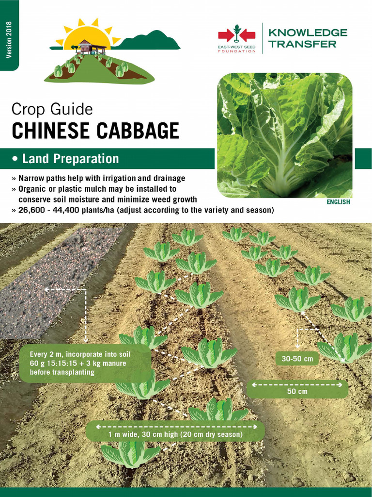Chinese Cabbage | PDF