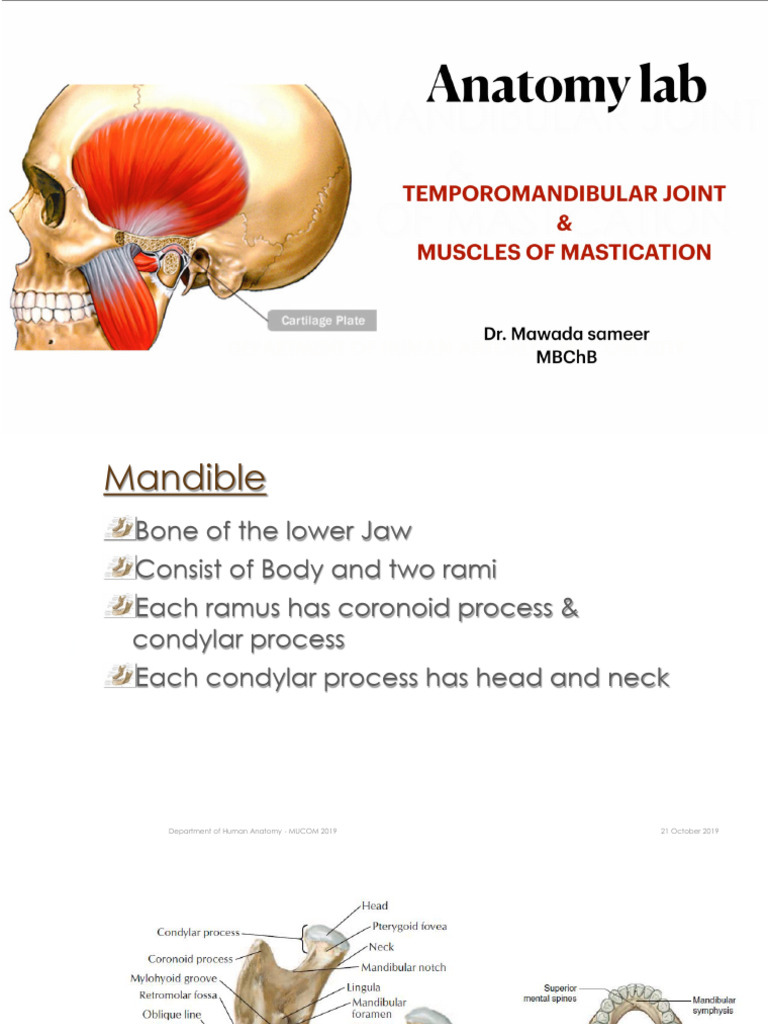 TMJ & Muscles of Mastication Presentation For Publishing 1 | PDF