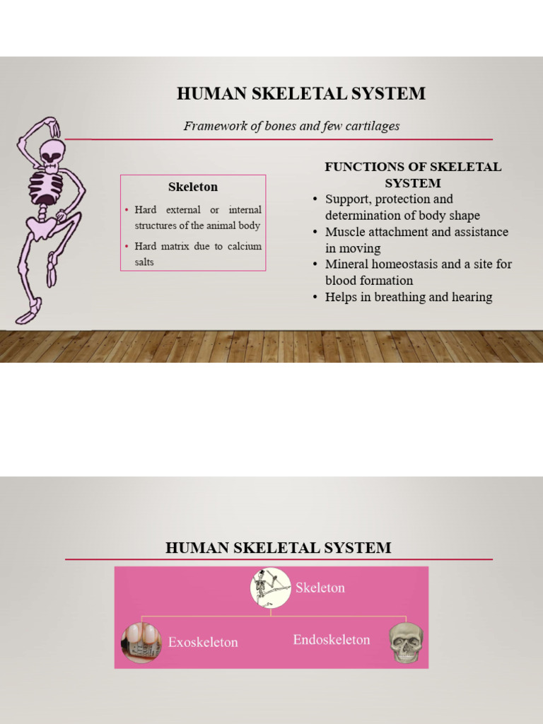 Overview of the Human Skeletal System | PDF | Vertebra | Vertebral Column
