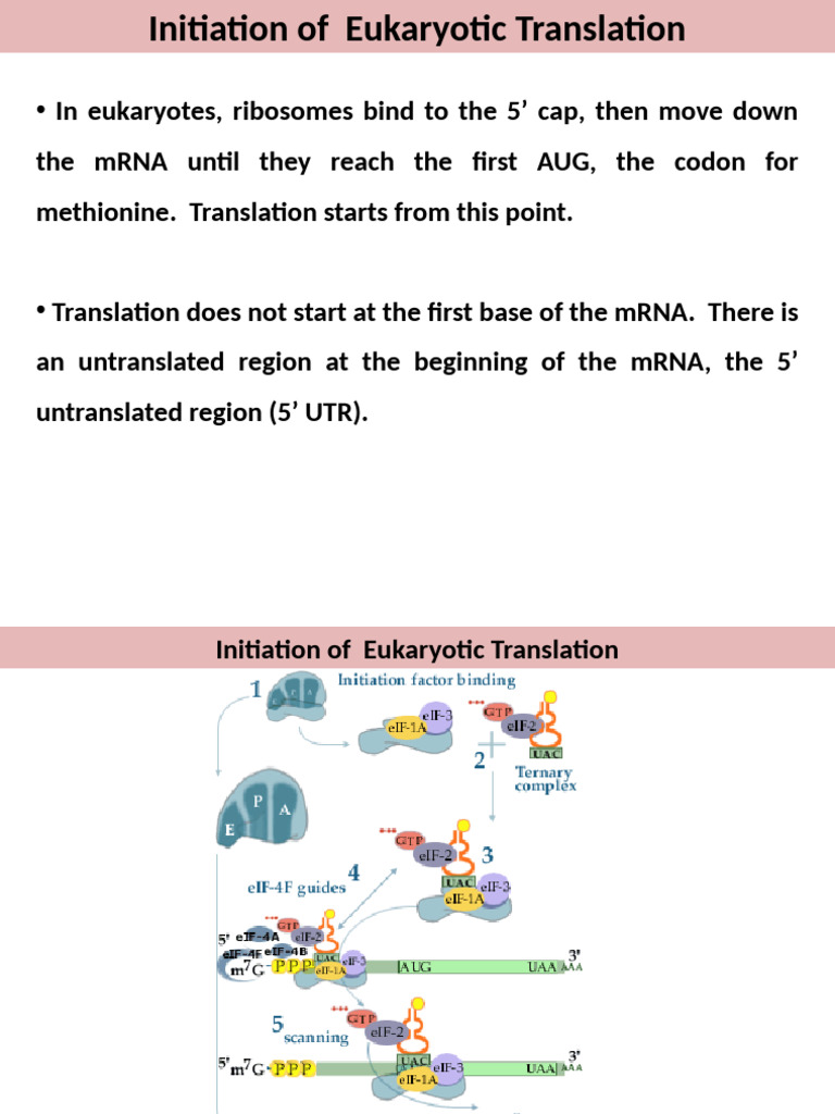 Gene Expression and Regulation .Lecture 2 | PDF | Translation (Biology ...