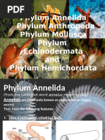 Phylum Priapulida | PDF