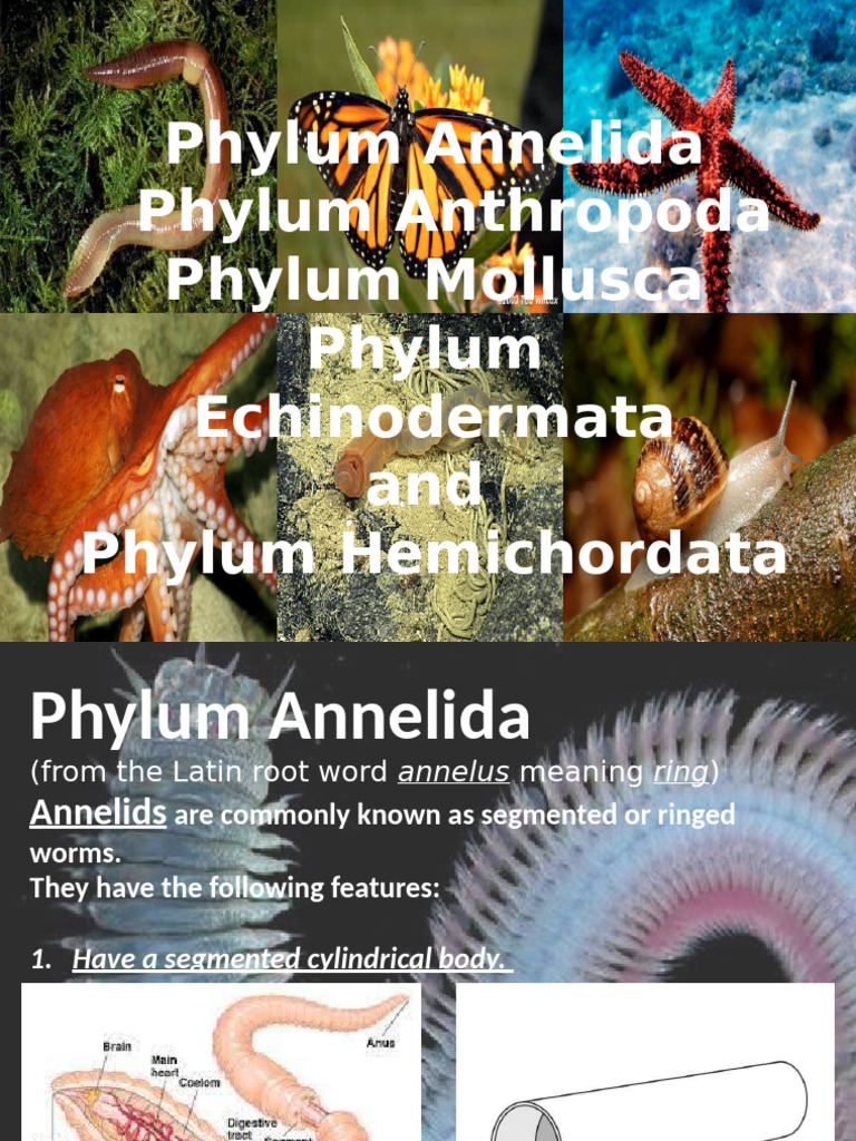 Overview of Animal Phyla Characteristics | PDF