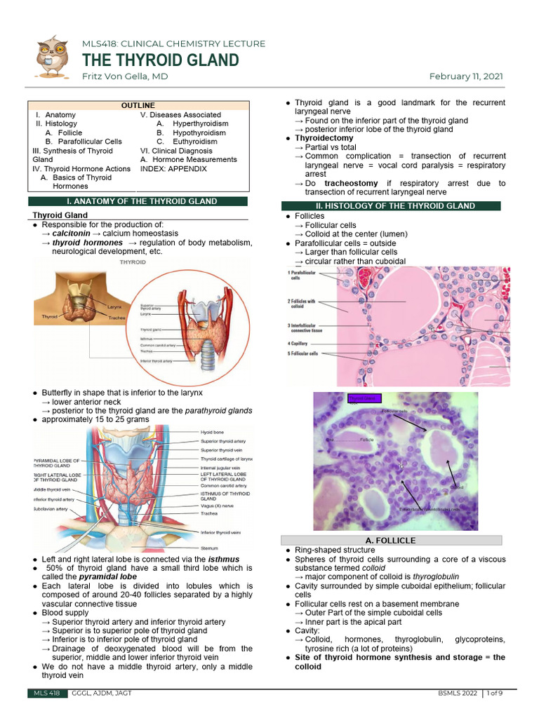 MLS418LEC - P4 - The Thyroid Gland | PDF | Thyroid | Thyroid Stimulating Hormone