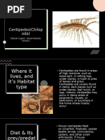 Scolopendra - Gigantea - Giant Centipede | PDF | Predation | Organisms