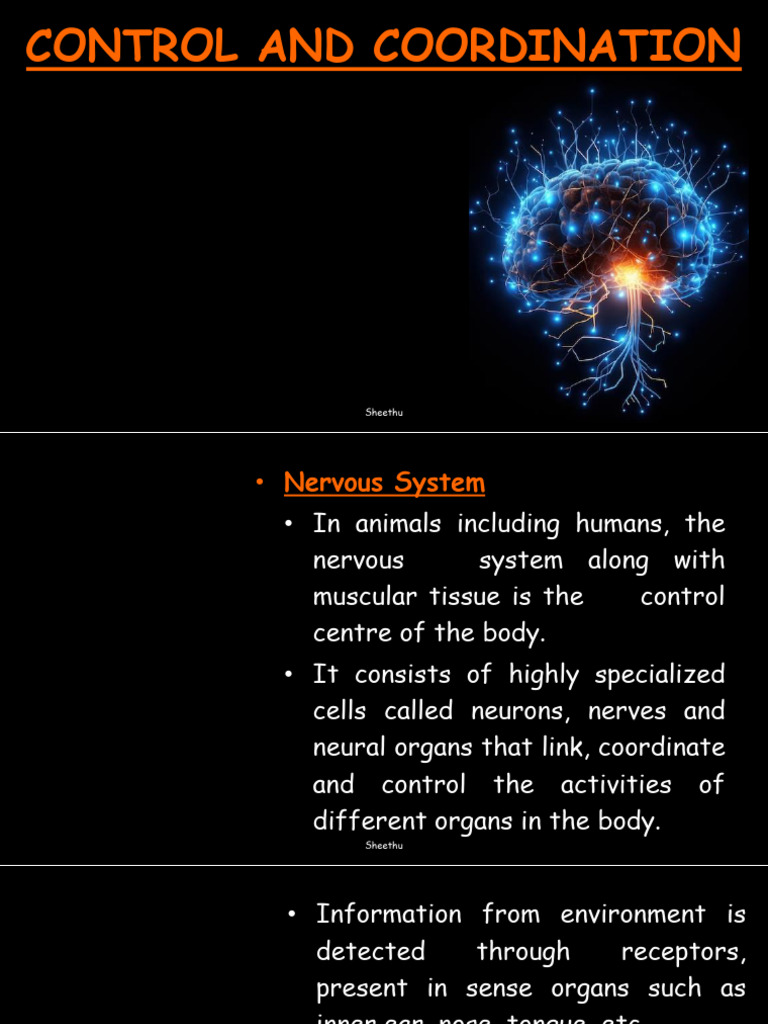 Nervous System: Control & Coordination | PDF | Neuron | Nervous System