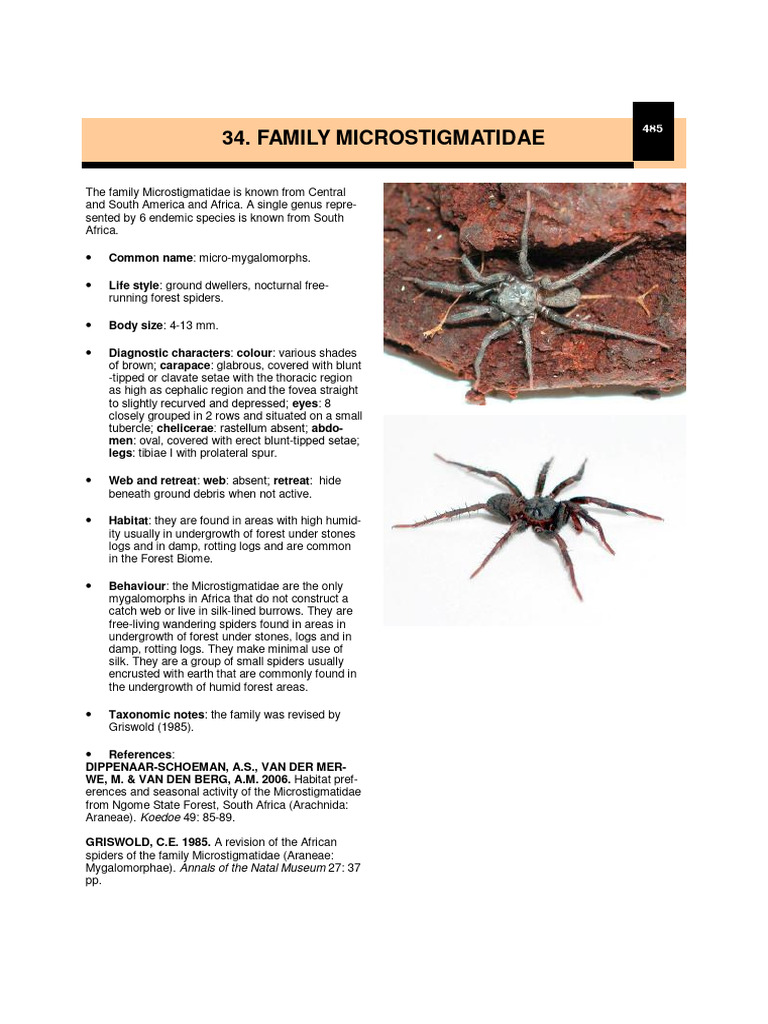 South African Spider Species Guide | PDF | Spider | South Africa