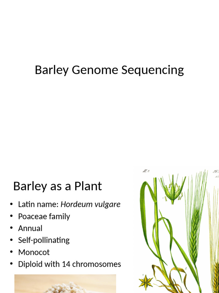 Barley Genome Sequencing | PDF | Barley | Genome