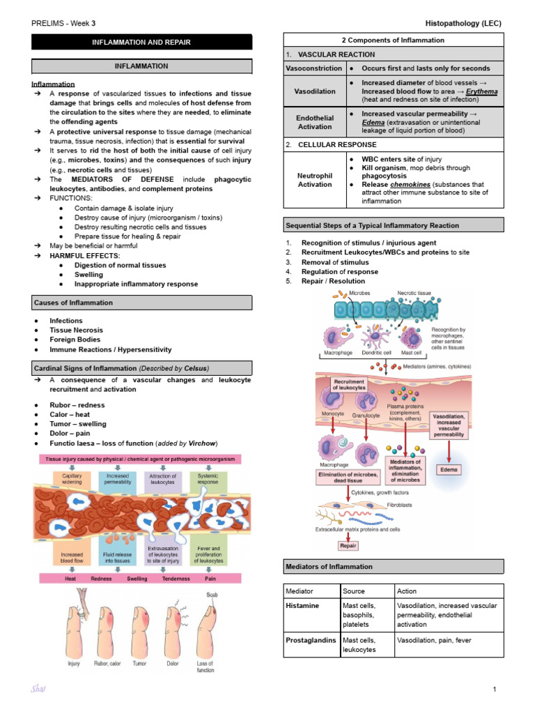 Inflammation and Repair in Histopathology | PDF | Inflammation | White ...