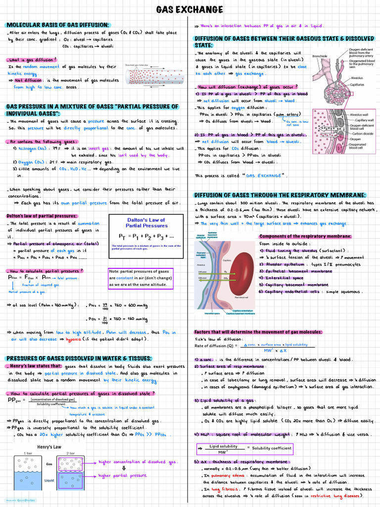 Gas Exchange | PDF | Diffusion | Respiratory System