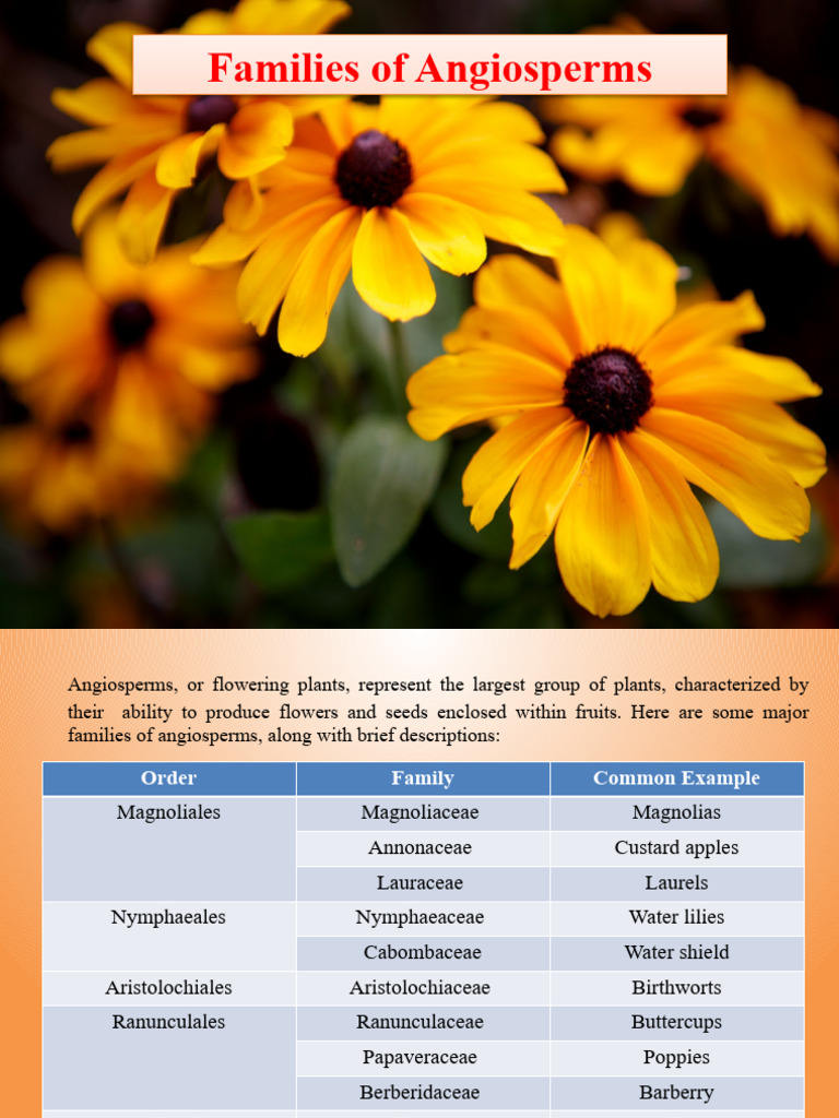 Major Angiosperm Families Overview | PDF | Flowers | Petal