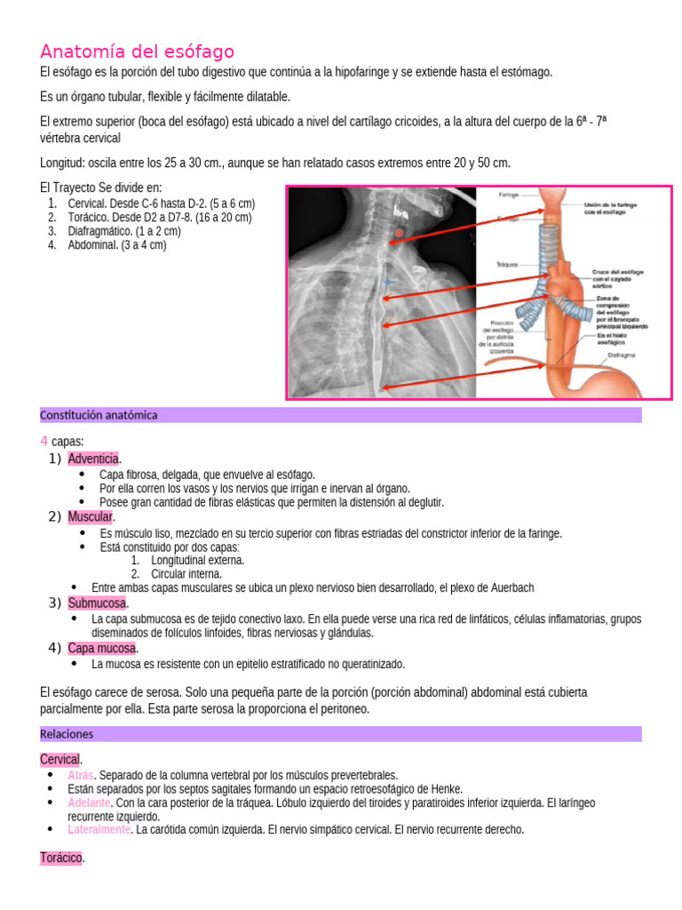Anatomía del esófago | PDF | Esófago | La enfermedad por reflujo ...