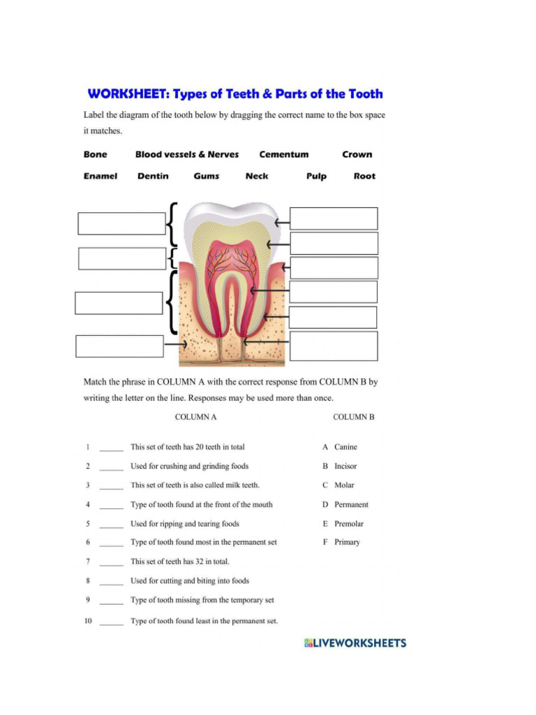 4-Teeth Work Sheet | PDF