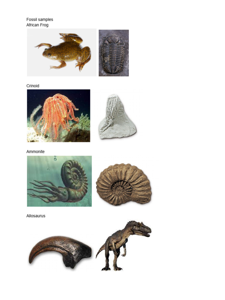 Fossil Samples | PDF