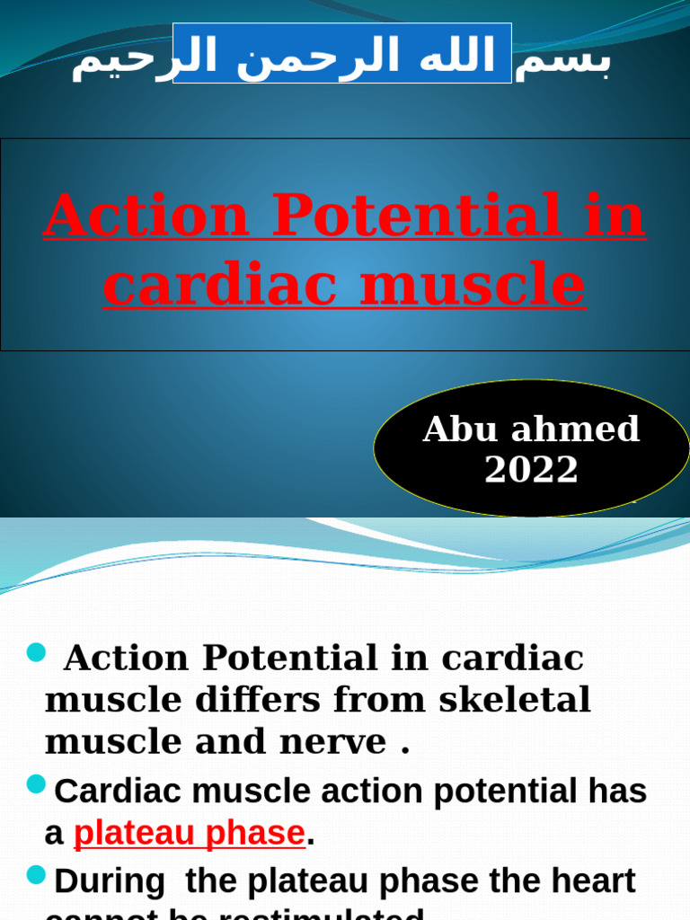 Action P &muscles L3 | PDF | Action Potential | Muscle
