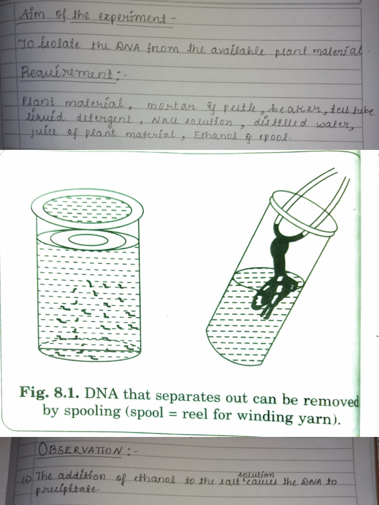Biology Practical (Set 1) | PDF