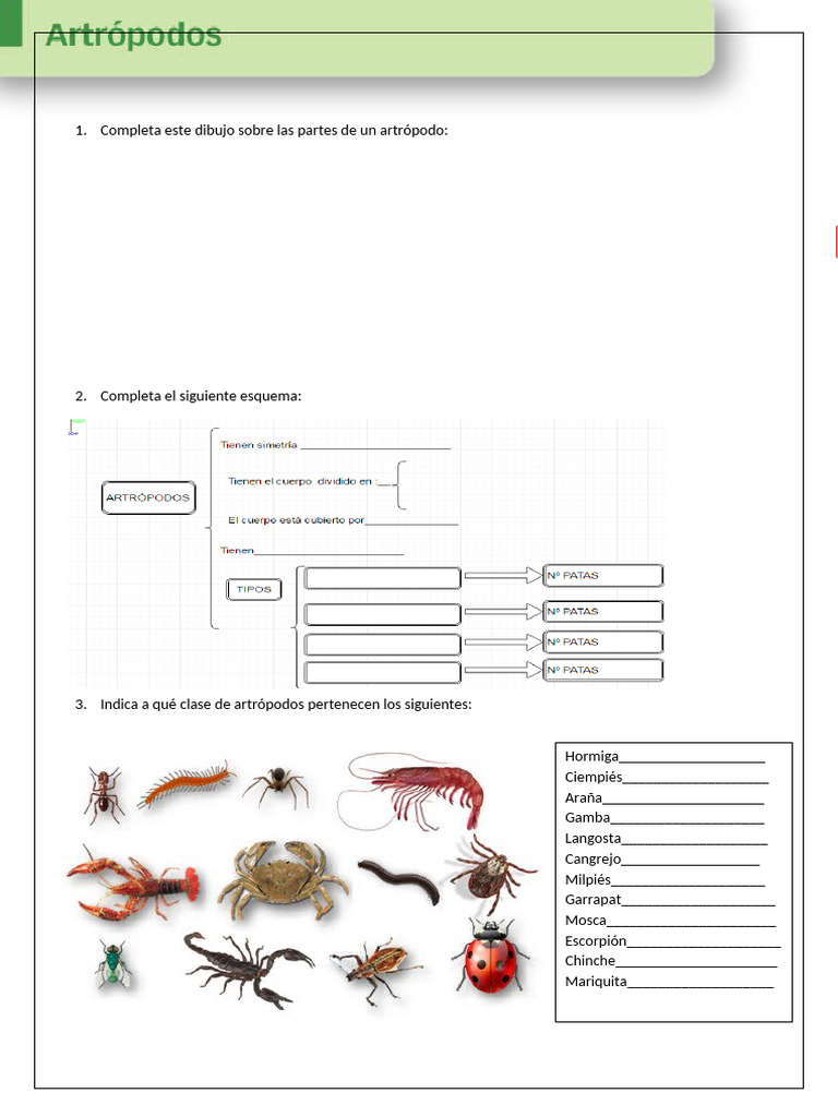 Actividades Artrópodos | PDF
