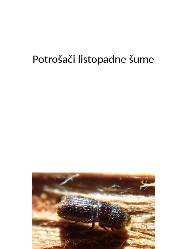 Potrošači Listopadne Šume | PDF