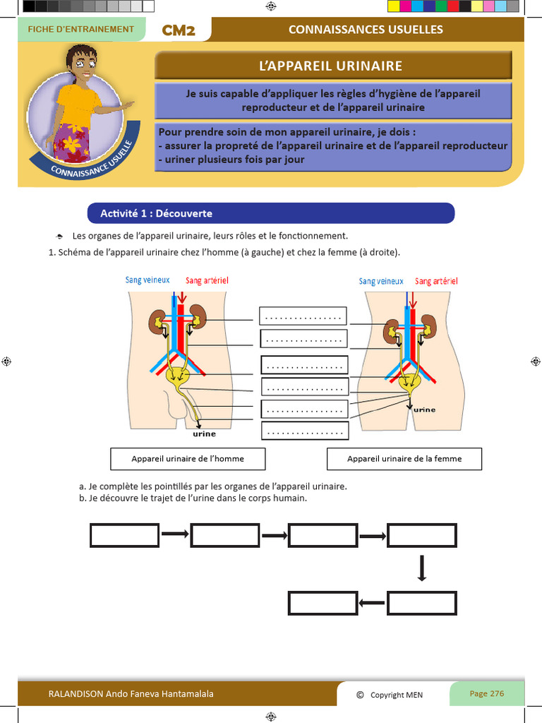 Hygiène et fonctionnement de l'appareil urinaire | PDF | Appareil ...