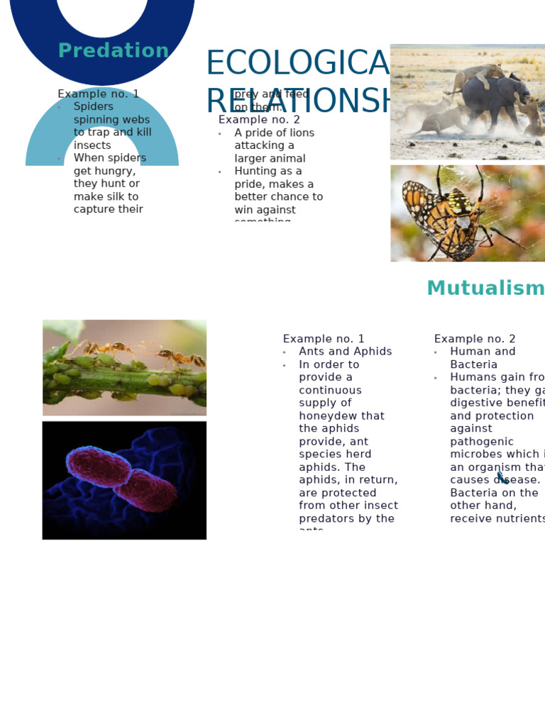 Ecological Relationships | PDF | Predation | Ant
