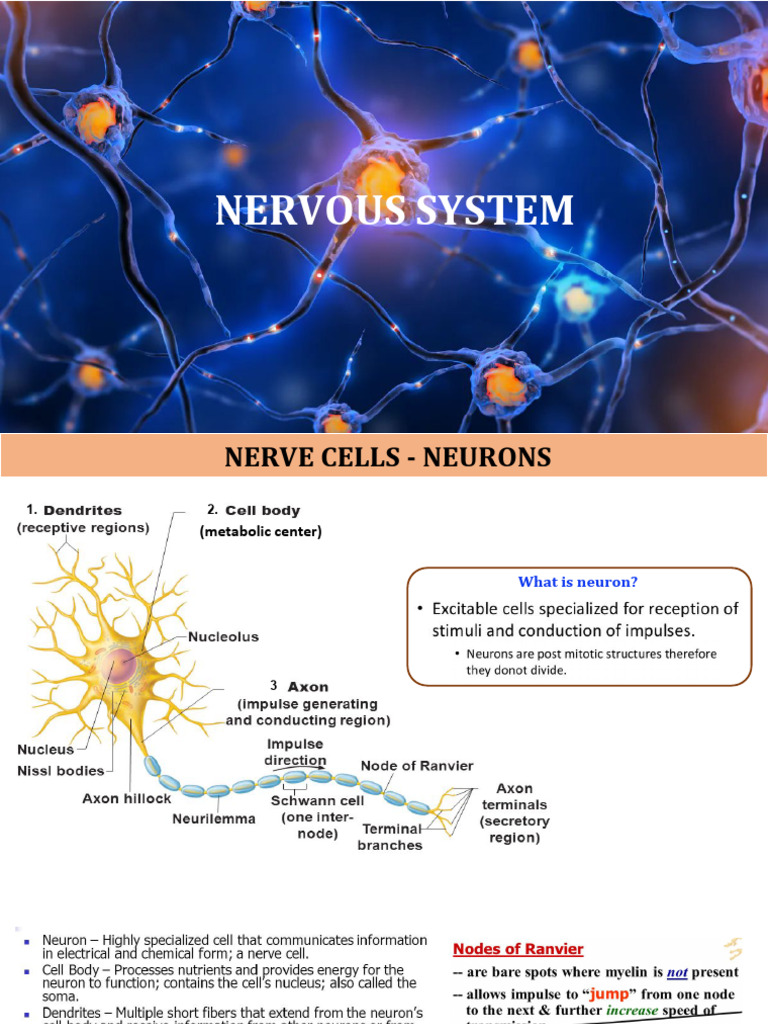 nervous system | PDF | Action Potential | Neuron