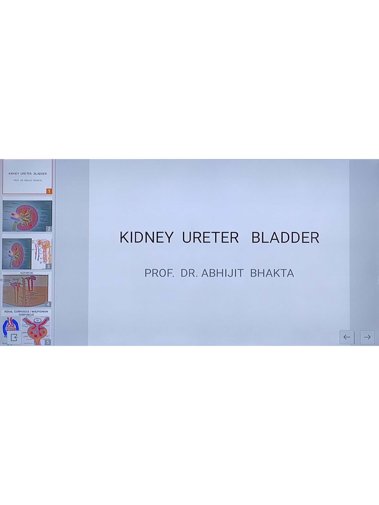 Kidney | PDF