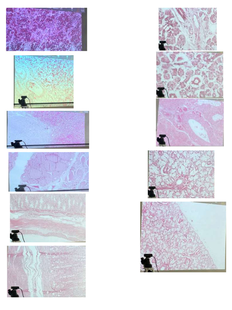 Histo Muestras | PDF