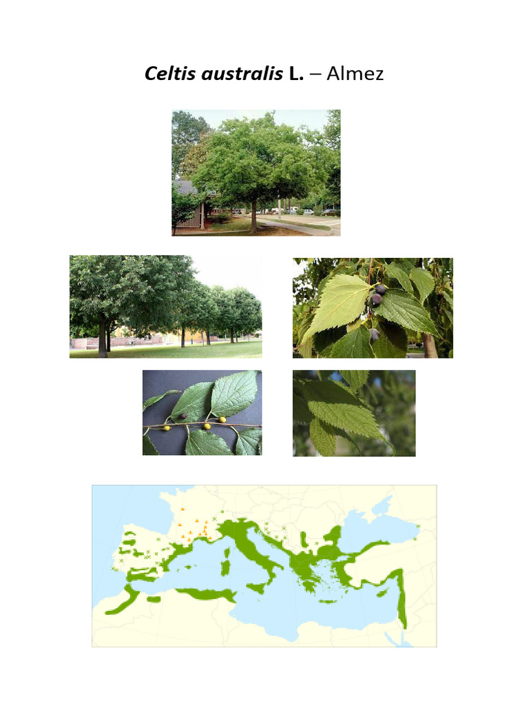 Características del Almez (Celtis australis) | PDF