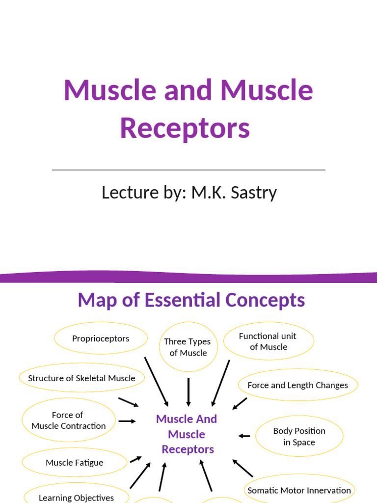 20 - Muscle and Muscle Receptors | PDF | Motor Neuron | Muscle Contraction