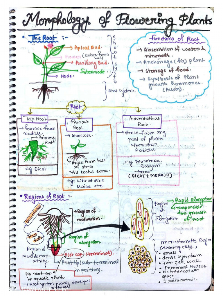 Botany Zoology Mind Map PDF | PDF
