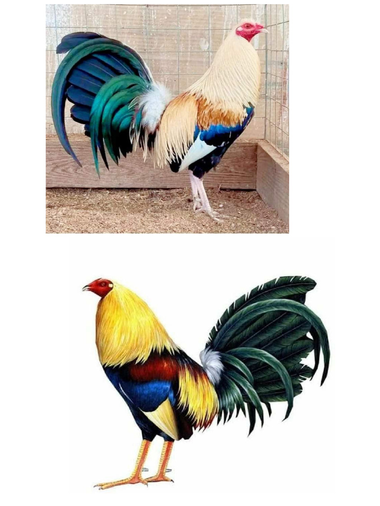 Gallo Giro | PDF