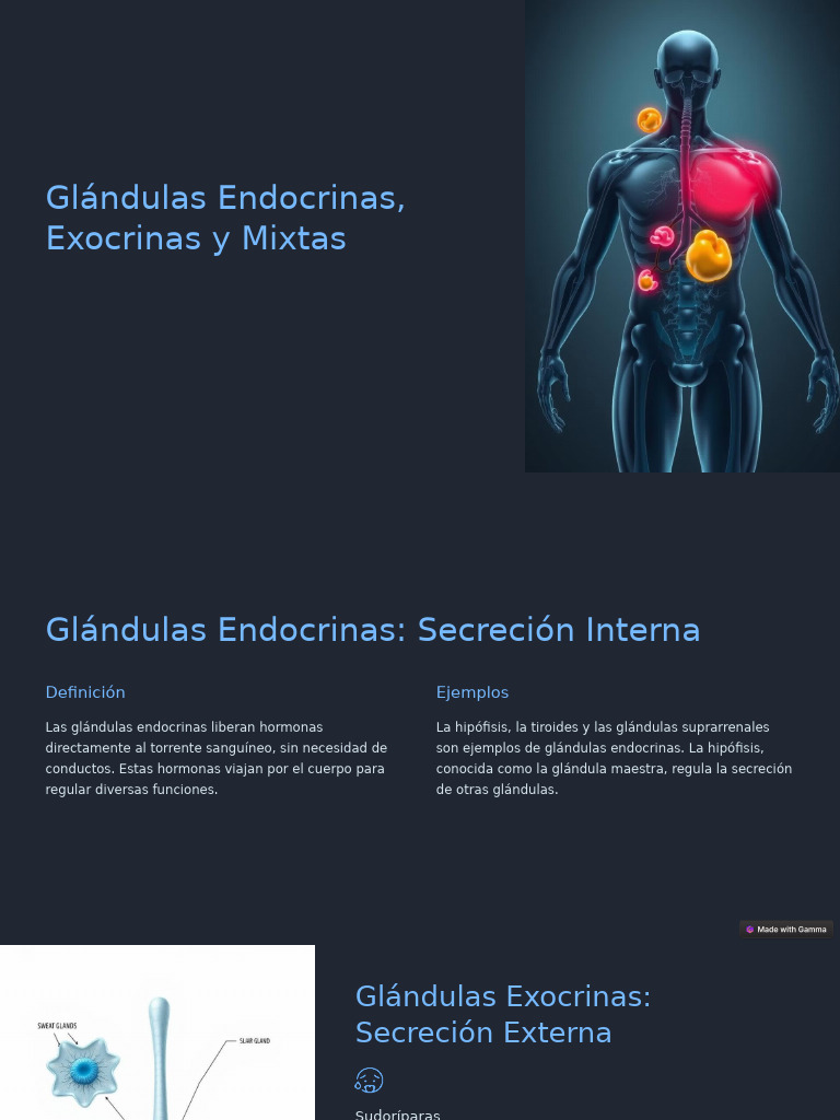 Glandulas Endocrinas Exocrinas y Mixtas | PDF | Sistema endocrino | Glándula pituitaria