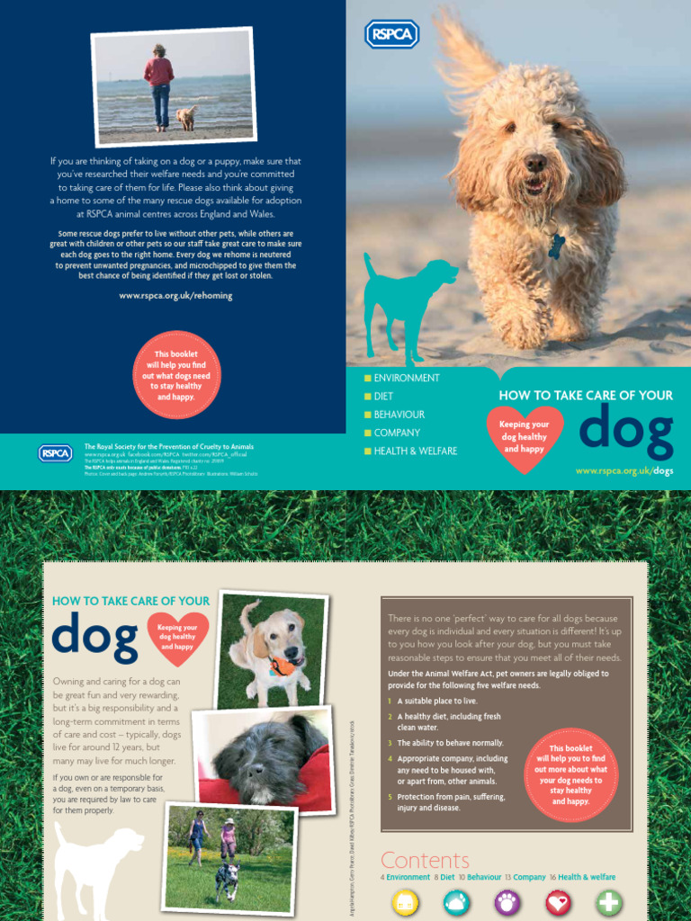 How-to-take-care-of-your-dog | PDF | Zoology | Animals And Humans