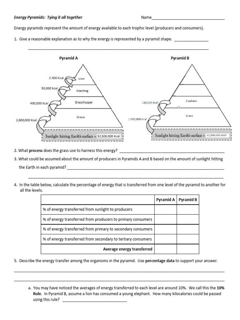 Understanding Energy Pyramids in Ecosystems | PDF | Ecology