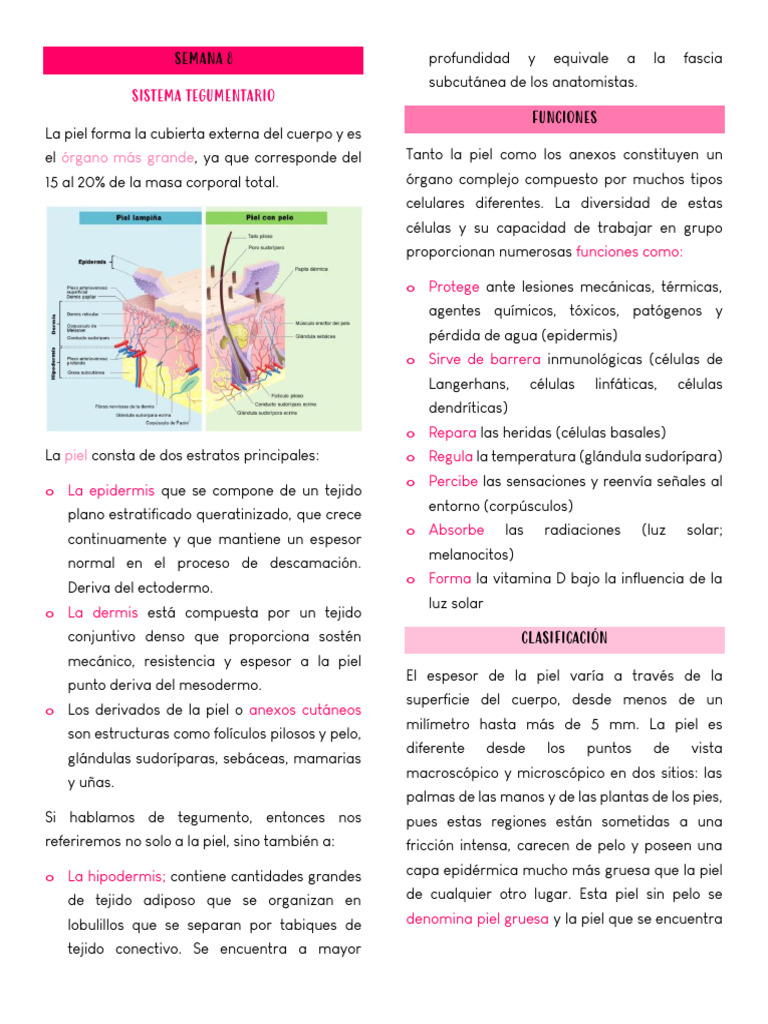 HISTOLOGÍA - TEJIDO TEGUMENTARIO | PDF | Piel | Sistema tegumentario