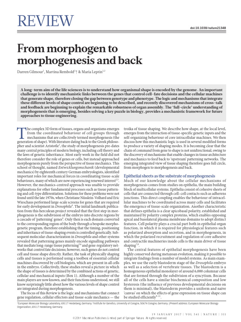 From Morphogen To Morphogenesis and Back | PDF | Morphogenesis | Cell ...