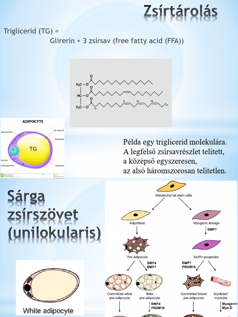 Cellulit 9 | PDF