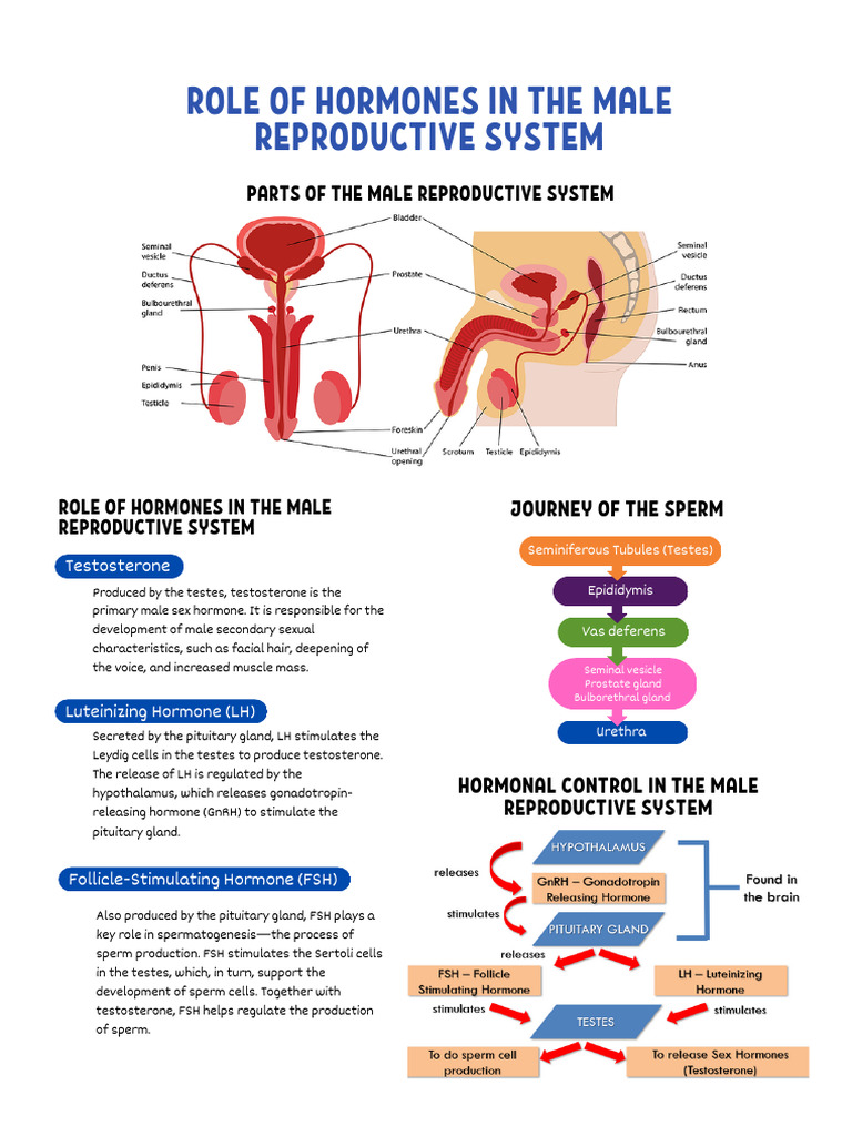 Lecture 3 Male and Female Reproductive System | PDF | Menstrual Cycle ...