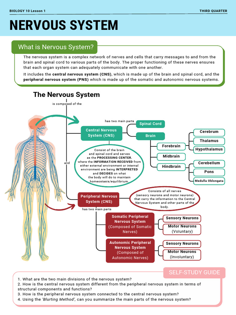 Nervous System Structure & Function | PDF | Central Nervous System ...