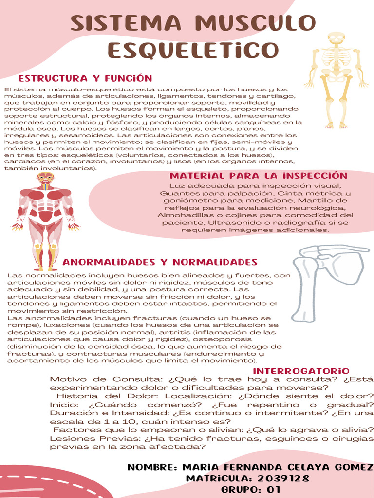 Infografia-Sistemamusculo Esqueletico | PDF | Hueso | Músculo