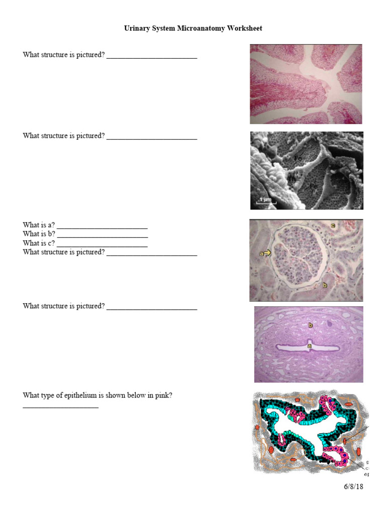 (Urinary System Microanatomy Worksheet | PDF