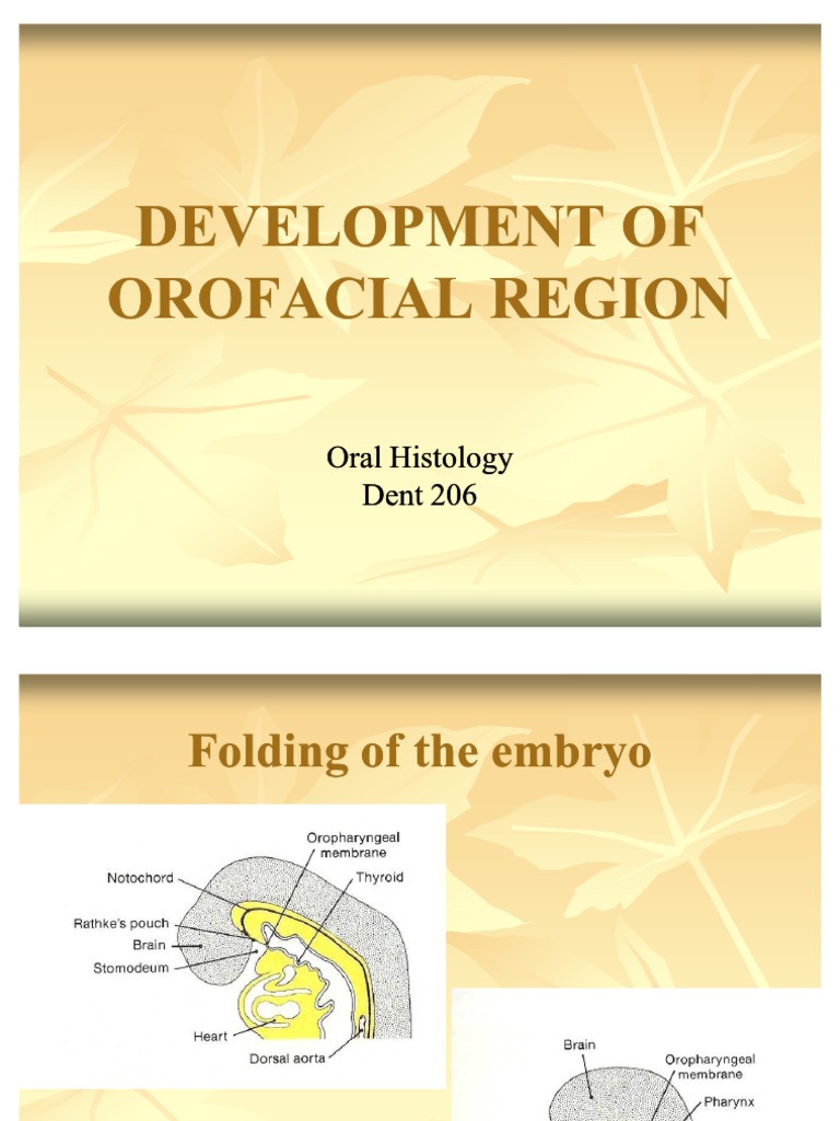 Orofacial Development Insights | PDF