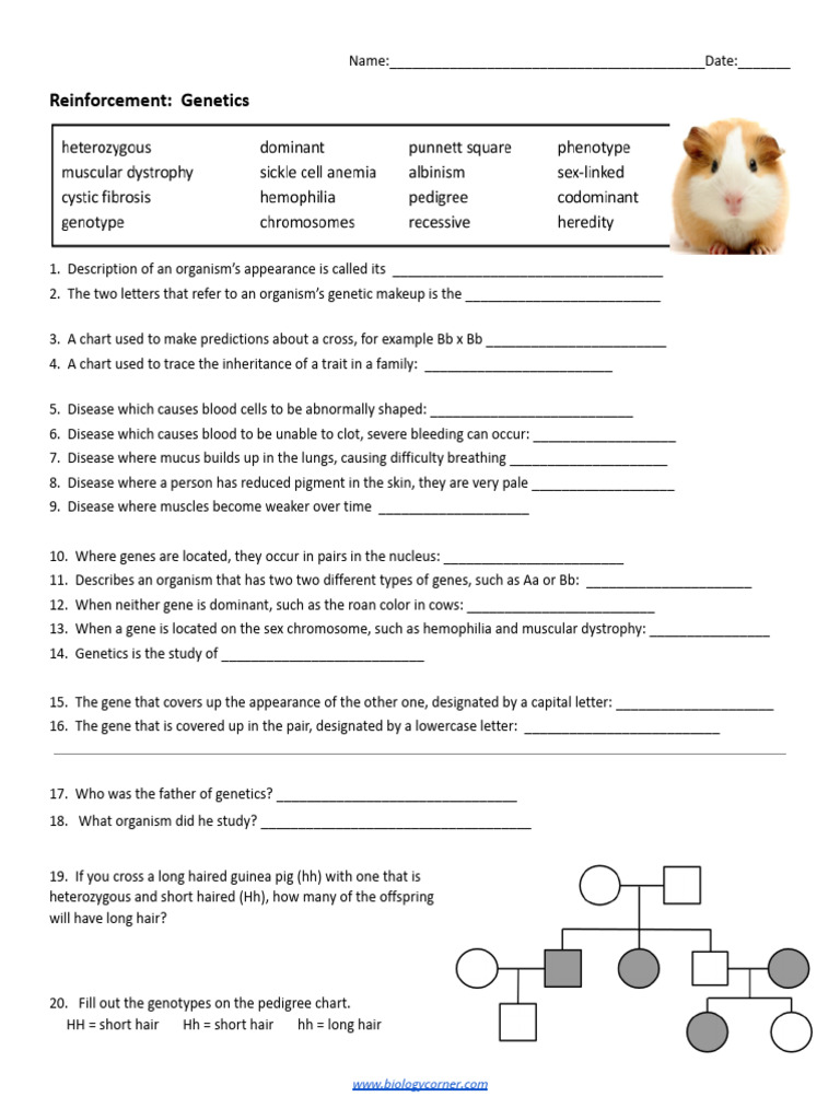 Genetics Reinforcement Worksheet | PDF