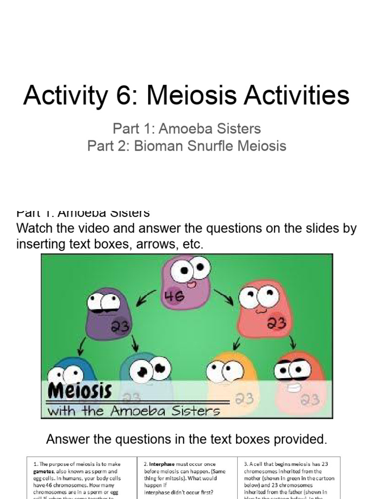 Activity 6 - Meiosis Activities | PDF | Meiosis | Chromosome