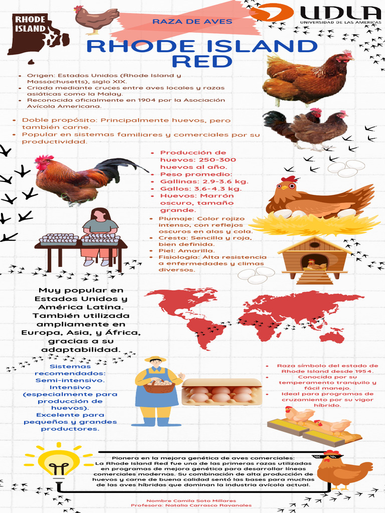 RHODE ISLAND RED - CAMILA SOTO MILLARES - 4 DE ENERO | PDF | Pollo | Aves