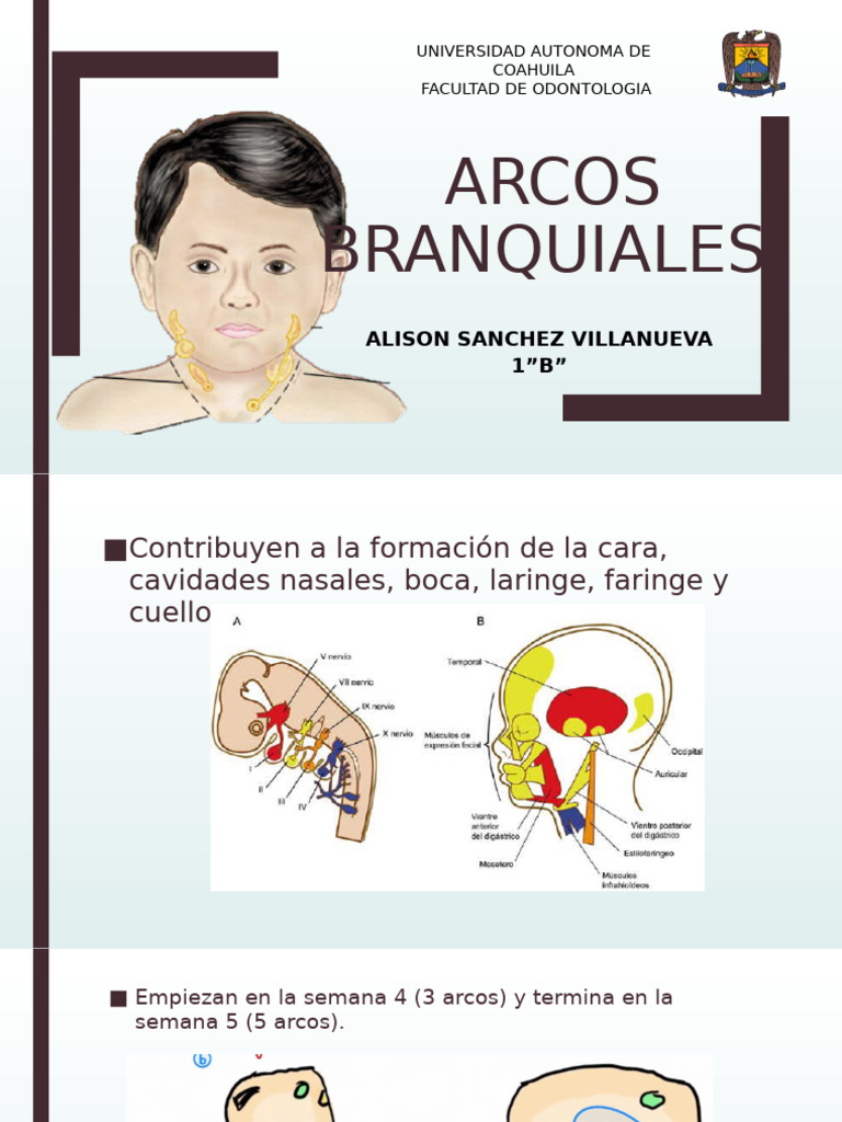 ARCOS BRANQUIALES - ALISON SANCHEZ | PDF